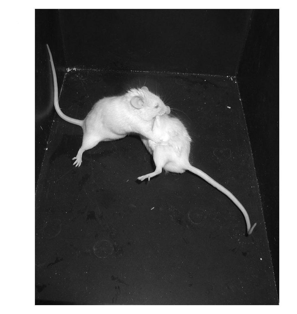 Fig. 2D | Animal Models for the Social Dimensions of Health and Aging ...