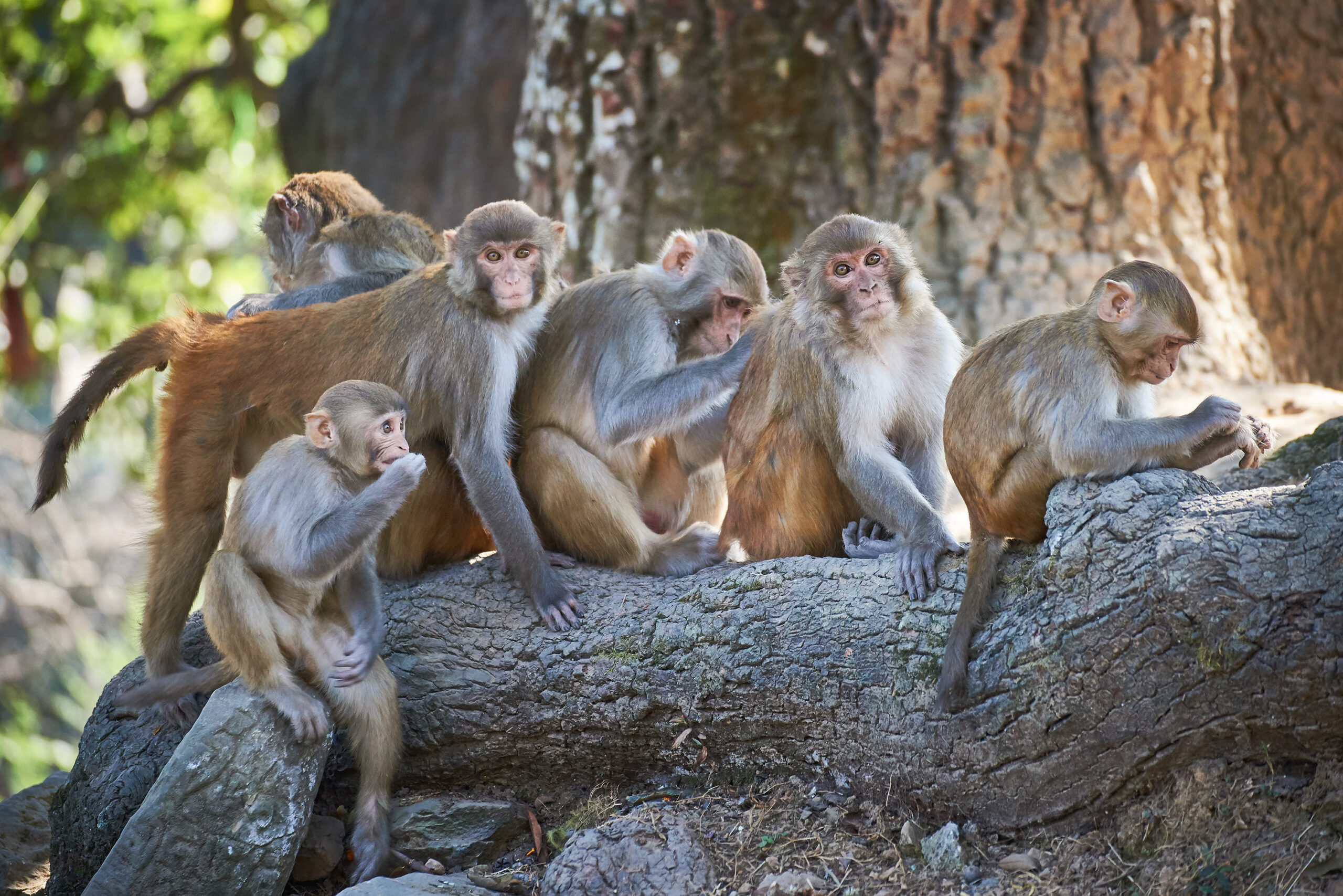 Monkey family on the tree in Nepal monastery | Animal Models for the ...