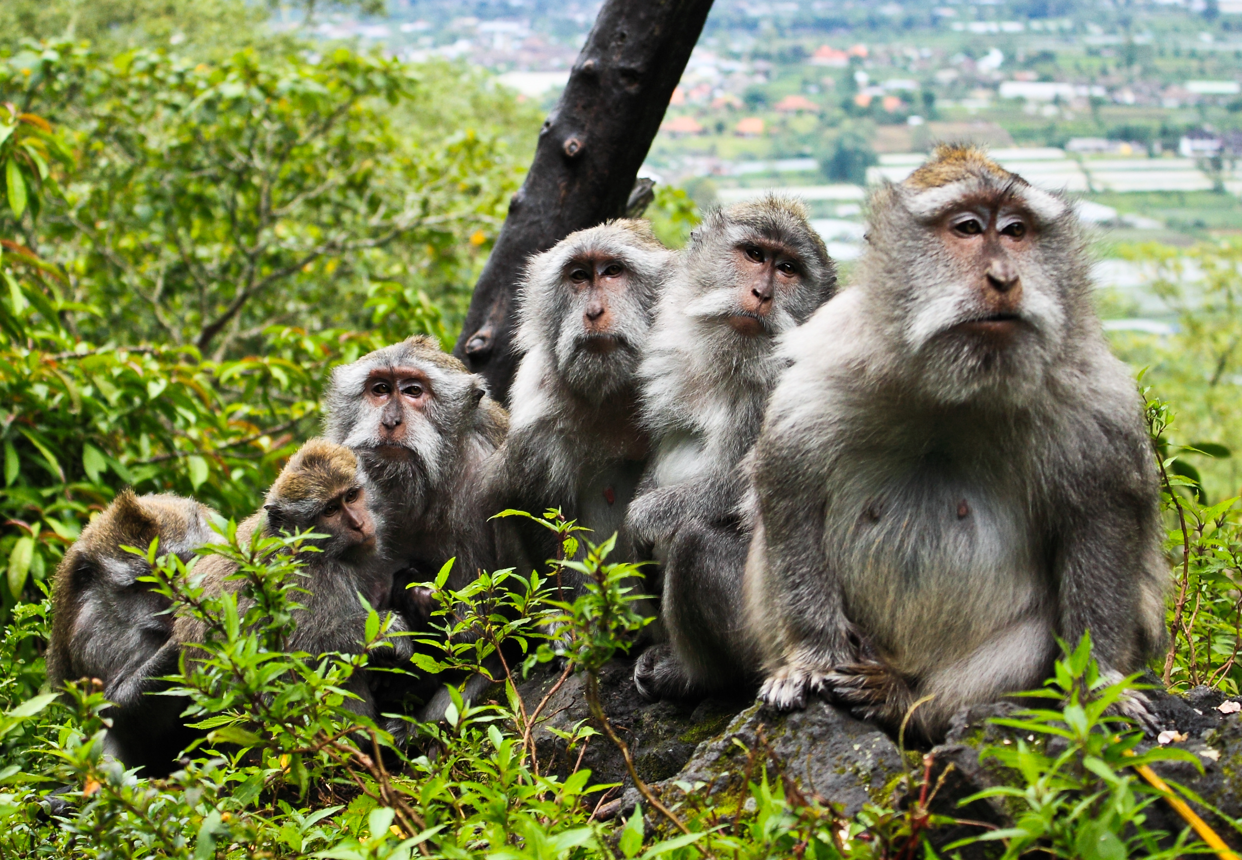 Monkey family | Animal Models for the Social Dimensions of Health and ...